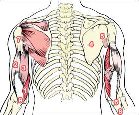 Programme musculation triceps